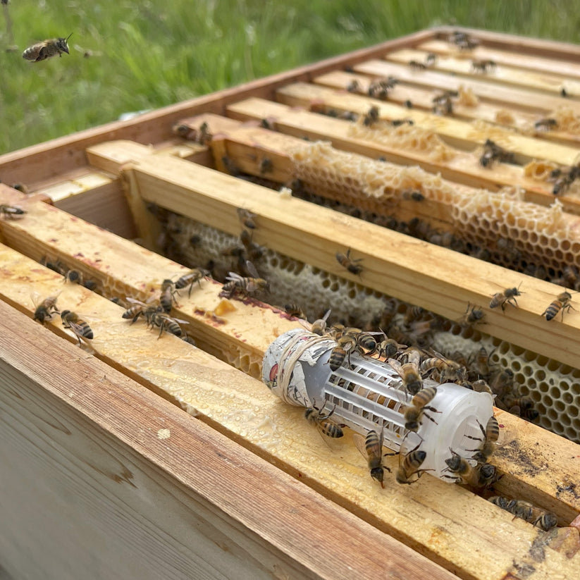 Hagen's Bees – Hagen's Bees